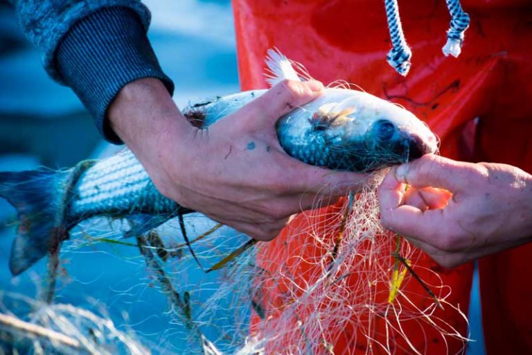 Pesca Sostenible – Tuna Pocket